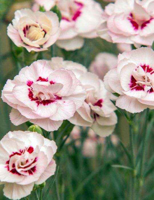 Dianthus Plumarius Angel Of Virtue - Karanfil