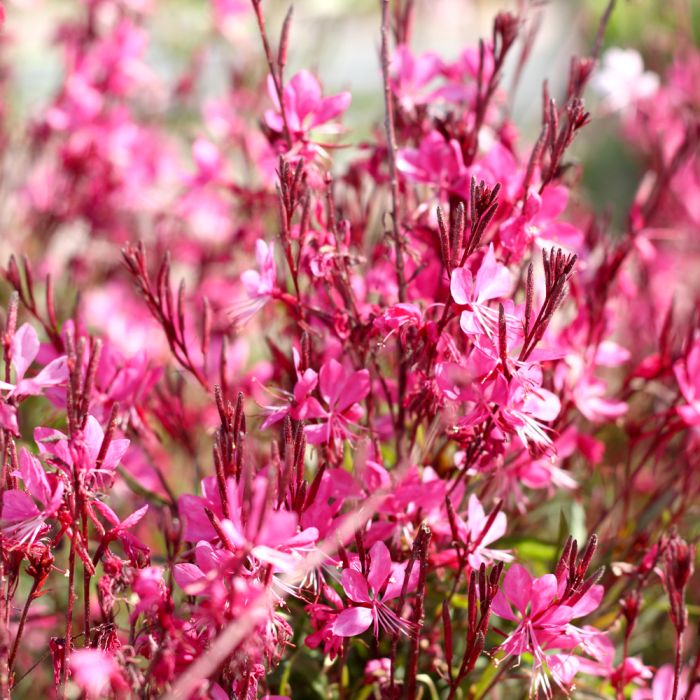 Gaura Lindheimeri Flamingo Pink - Gaura