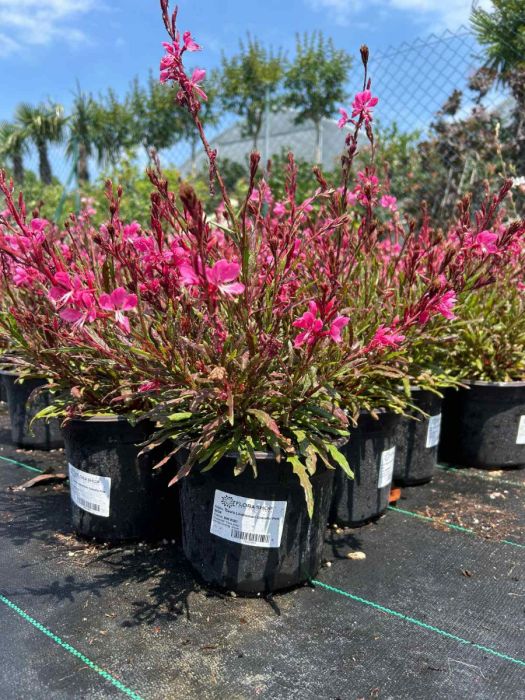 Gaura Lindheimeri Graceful Pink - Gaura