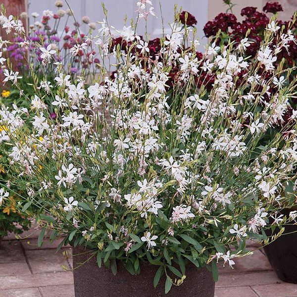 Gaura Lindheimeri Graceful White - Gaura