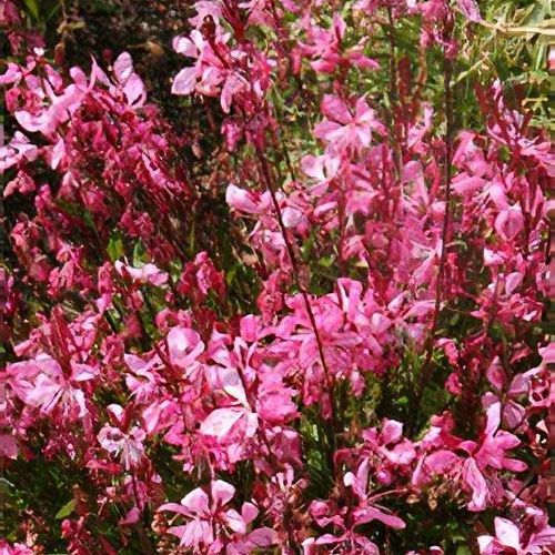 Gaura Lindheimeri Tutti Frutti - Gaura