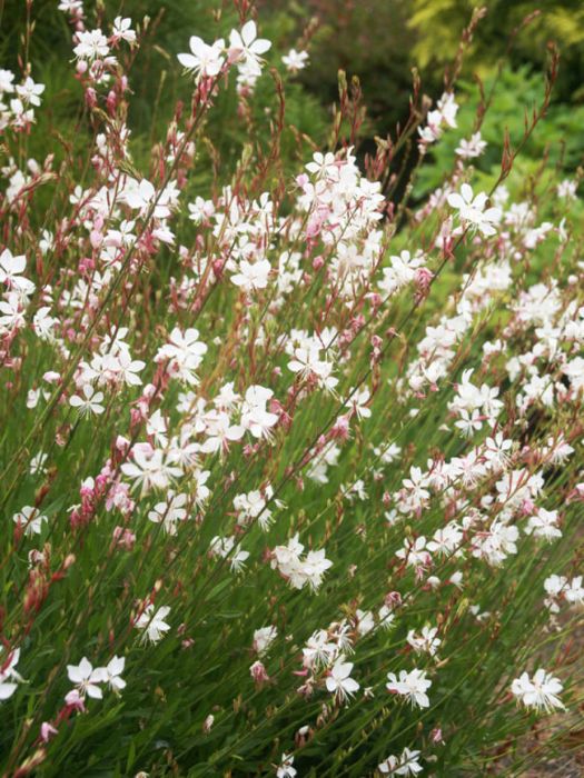 Gaura Lindheimeri Whirling Butterflies - Gaura