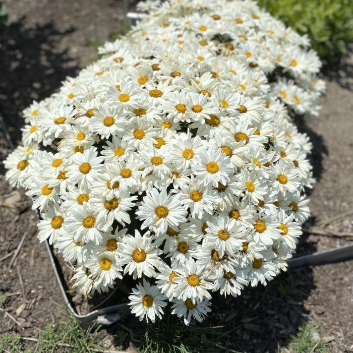 Leucanthemum X Superbum Spoon Full of Sugar - Margareta