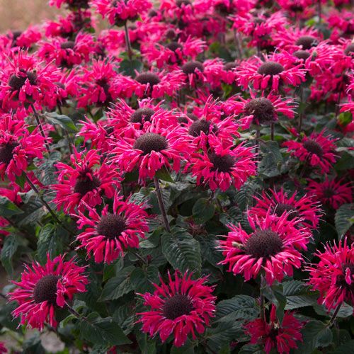 Monarda Hybrida Bee-Merry - Monarada