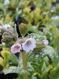 Pulmonaria Hybrida Moonshine - Plućnjak, Medunika