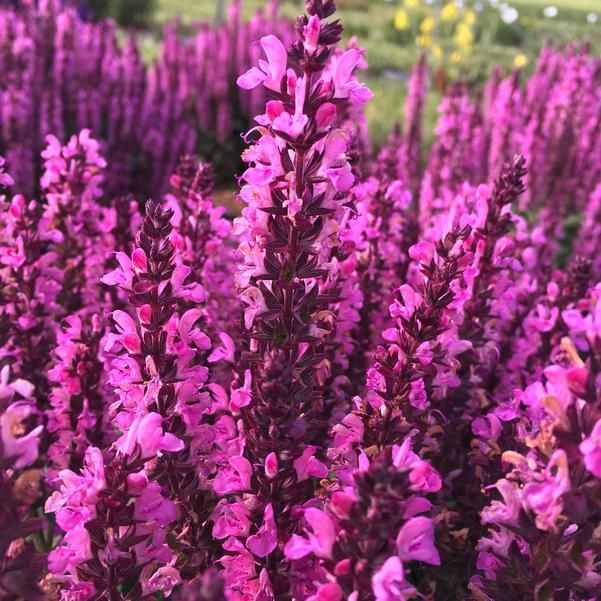 Salvia Nemorosa Midnight Rose - Žalfija