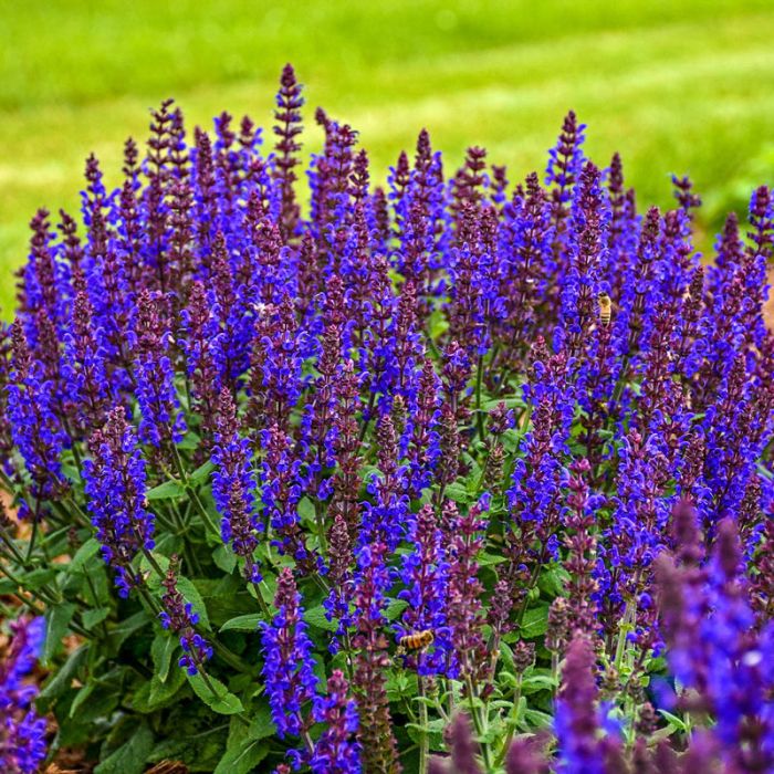 Salvia Nemorosa Salute Deep Blue - Žalfija