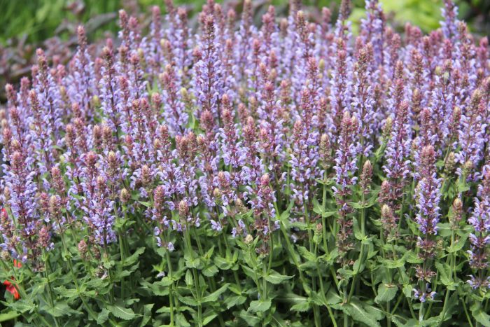 Salvia Nemorosa Salute Ice Blue - Žalfija