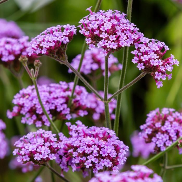 Verbena Bonariensis - Verbena