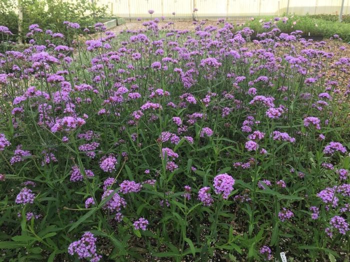 Verbena Bonariensis Lollipop - Verbena