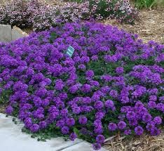 Verbena Canadensis Homestead Purple - Verbena