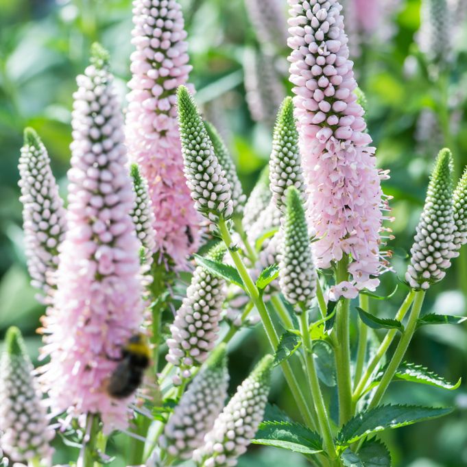 Veronica Spicata First Choice - Veronika