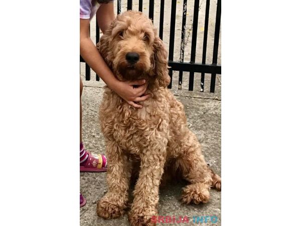 Labradoodle F1b