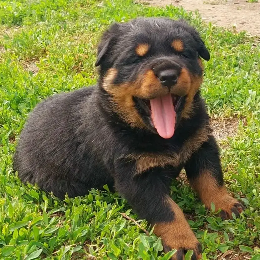 Rotvajler i Cane Corso štenci