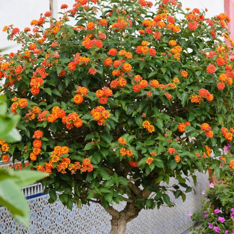 Lantana na stablu, 70 cm