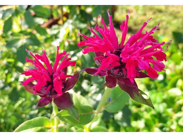 Monarda `Panorama` (manja)