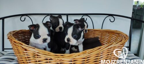 Boston terrier stenci
