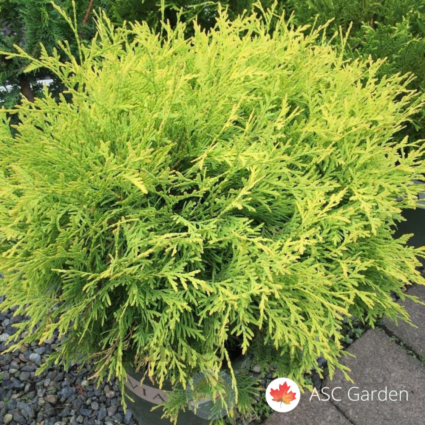 Chamaecyparis lawsoniana ‘Globosa’ 40