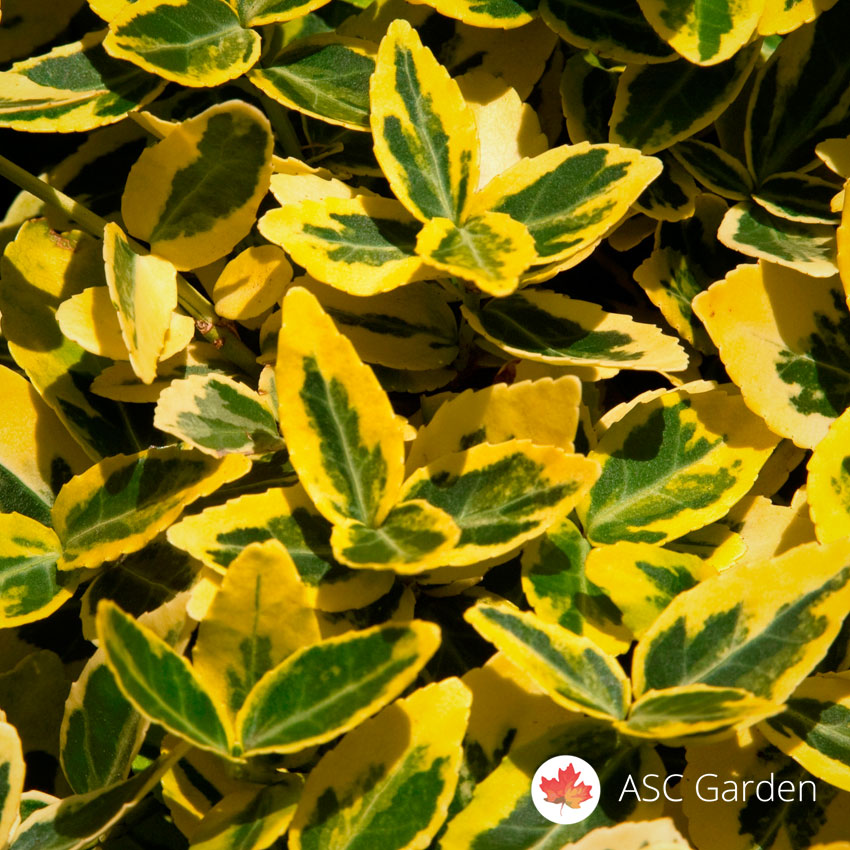 Euonymus japonicus ‘Aureus’ 25 cm