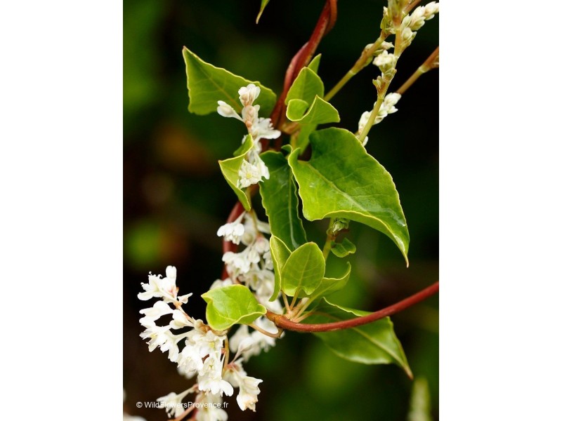 Ruska lozica - Fallopia aubertii