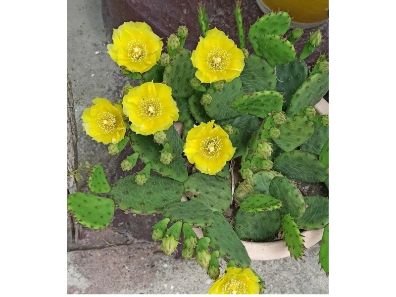 Opuntia Rasprodaja kaktusa