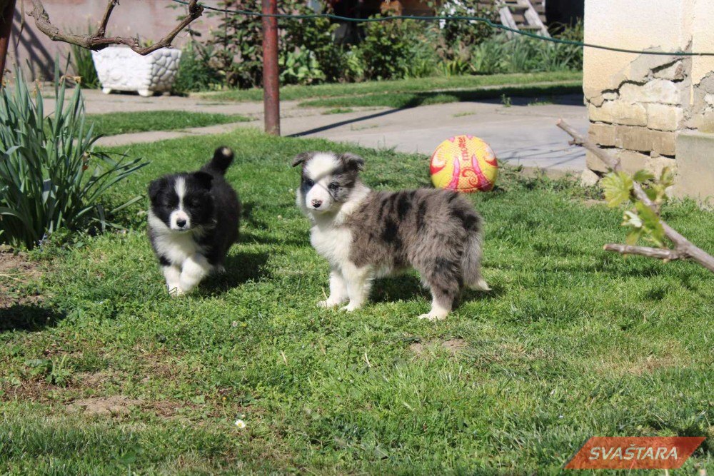 Štenci Border Collie