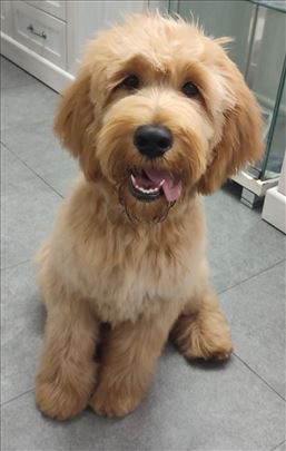 Goldendoodle f1