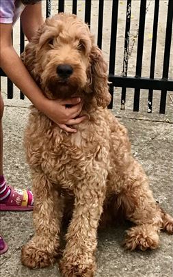 Labradoodle f1b