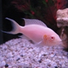 Neolamprologus brichardi albino