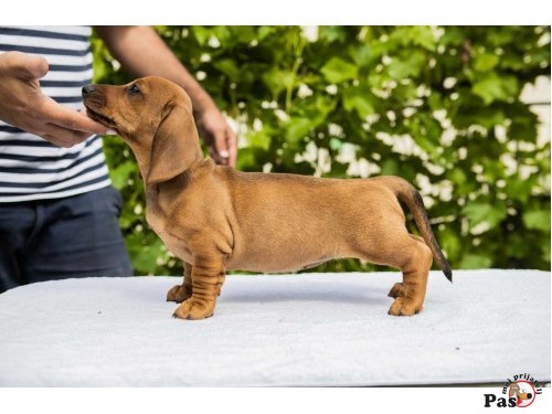 JAZAVIČAR OŠTRODLAKI - DACHSHUND