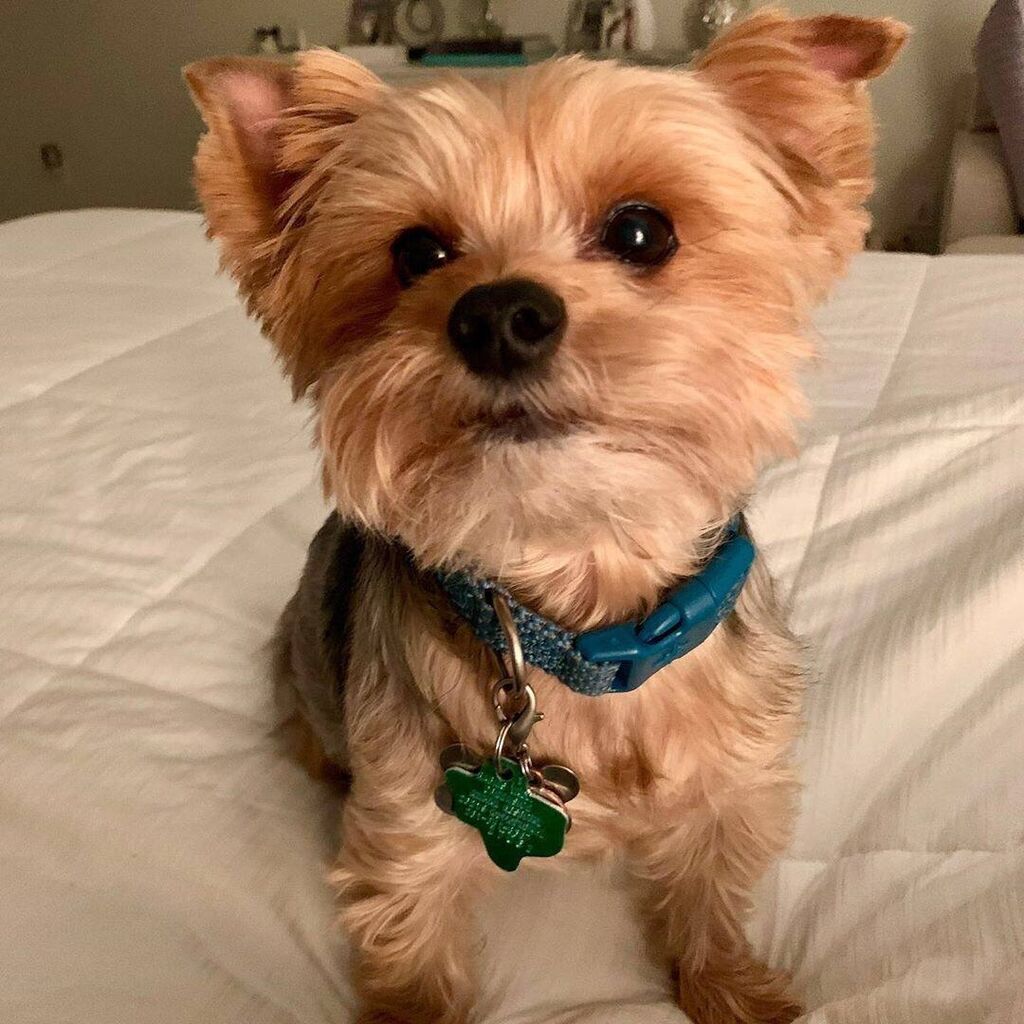 Yorkie cute and lovely pet ready for adoption