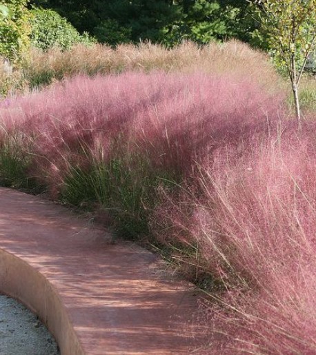 Muhlenbergia capillaris – Roze trava