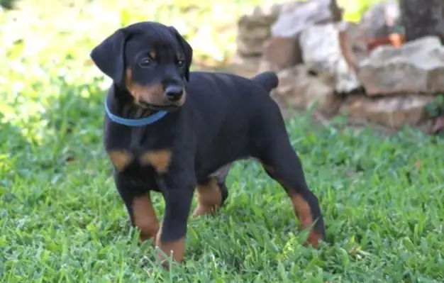 Doberman i Patuljasti pinc štenci