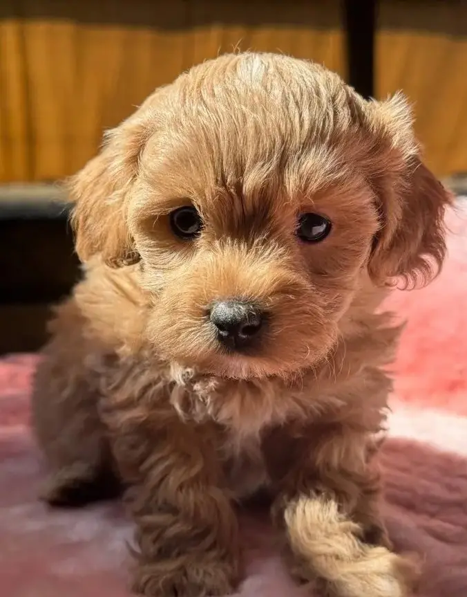 Maltipoo i Toy pudle štenci