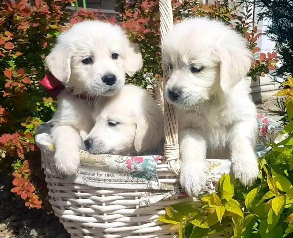 Zlatni retriver i Labrador štenci