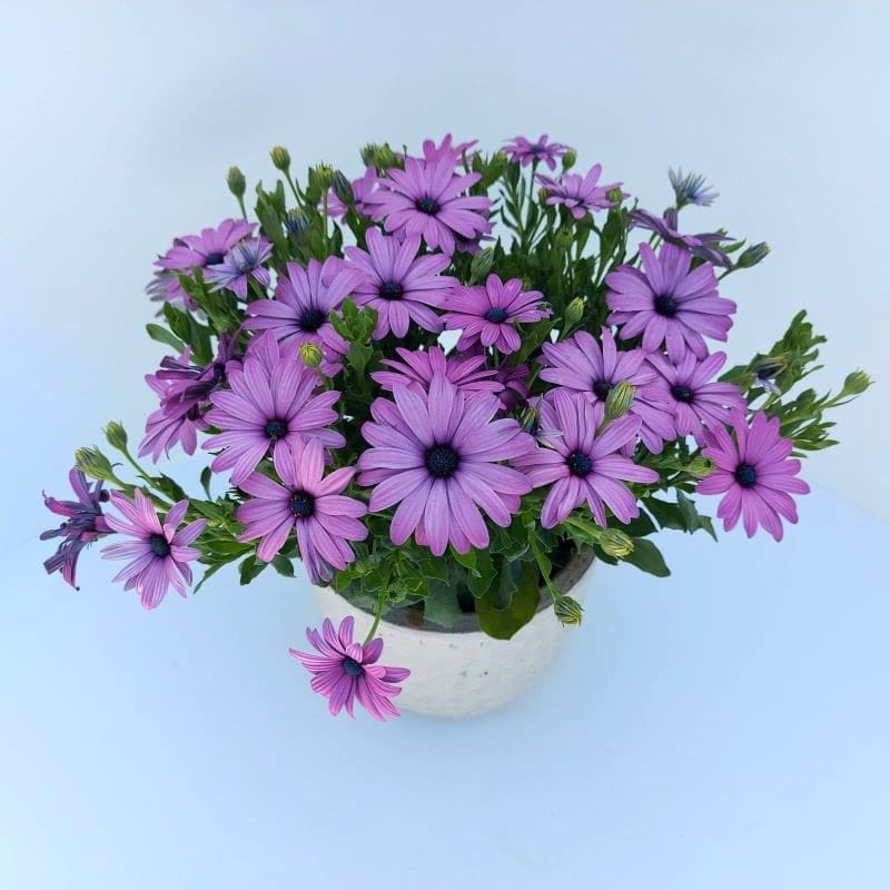 Osteospermum