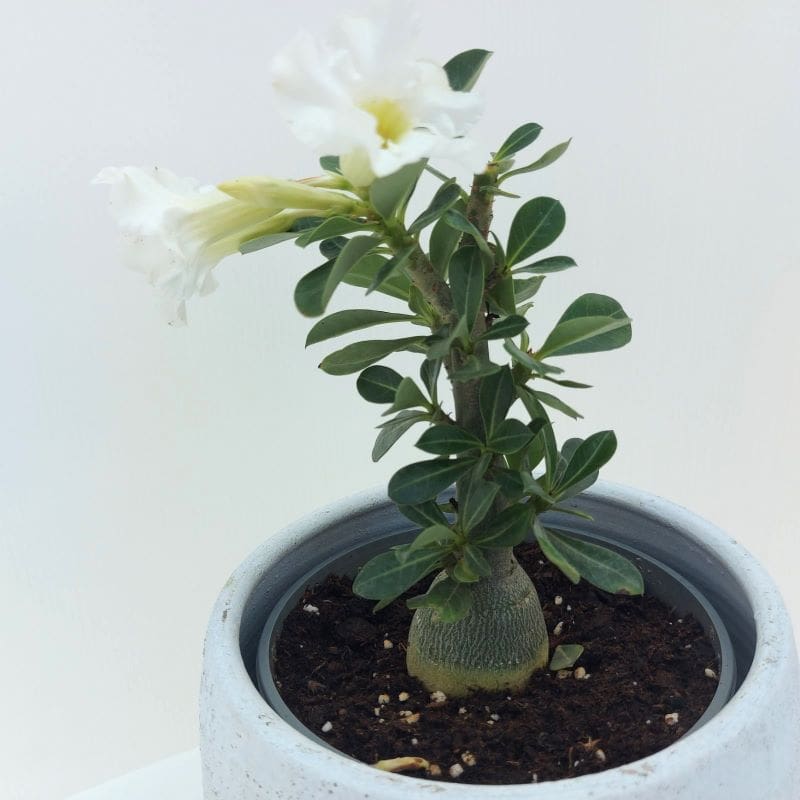 Adenijum beli-pustinjska ruža