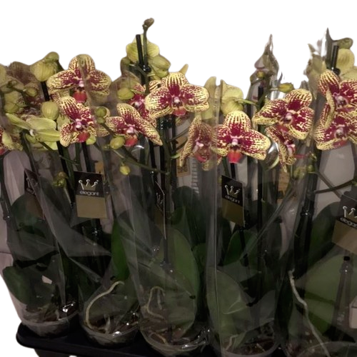 PHALAENOPSIS MIX 65CM 2ST