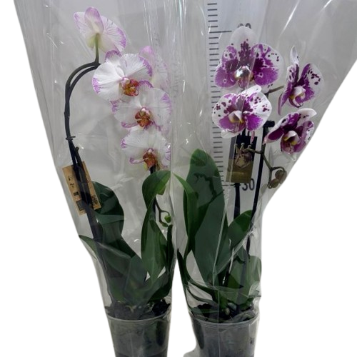 PHALAENOPSIS MF MIX