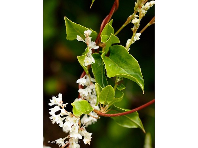 Ruska lozica - Fallopia aubertii