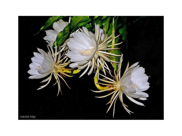 KRALJICA NOĆI (Epiphyllum oxipetalum) biljka