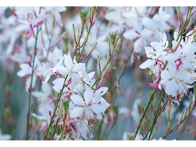 Gaura bela