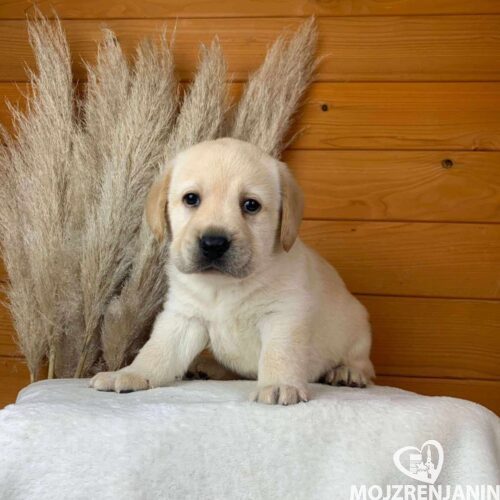 Štenci labradora žute boje