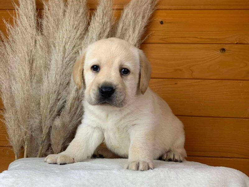 Štenci labradora žute boje