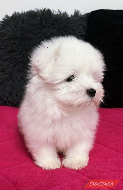 Coton de Tulear stenci