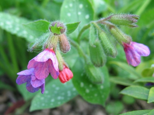 Plućnjak (Pulmonaria officinalis) 10 semena