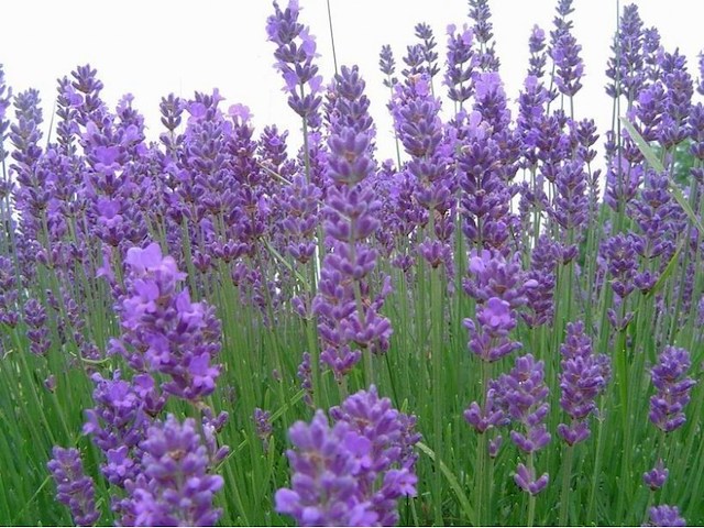 Lavanda 300+ semena