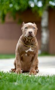 XL Američki Buli štenci XL American bully