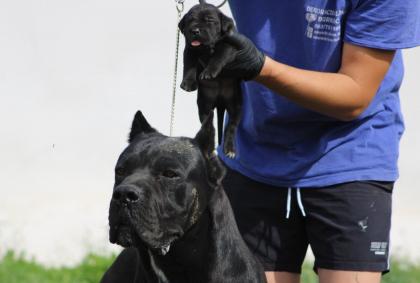 Cane Corso stenci