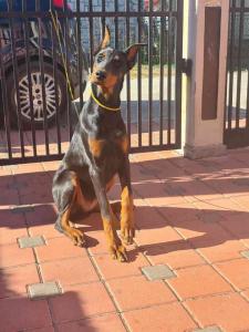 DOBERMAN ZENKA OD VRHUNSKIH RODITELJ,STARA 6 MESECI